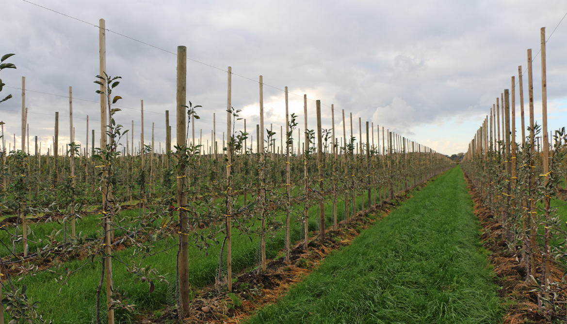 Obstanbau – Obstbau Stechmann