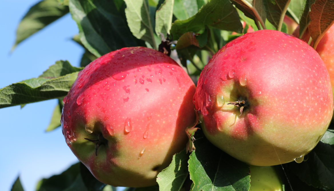 Obstanbau – Obstbau Stechmann